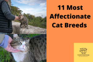 The 11 Most Affectionate Cat Breeds | The Pet's Sphere