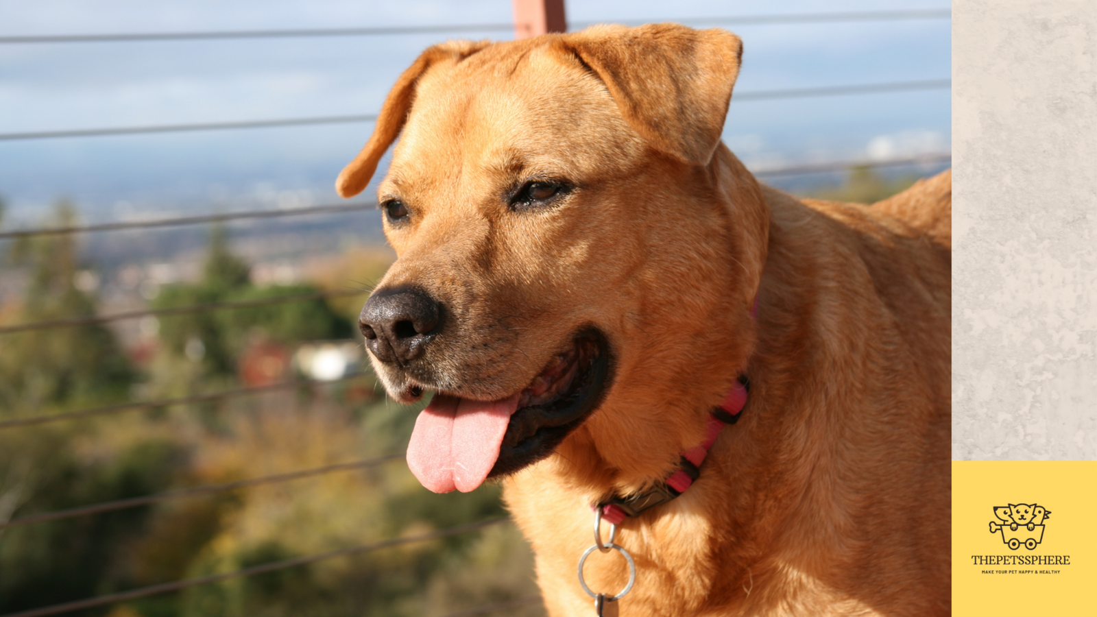 Why Is My Dog Hyperventilating ? Potential Reasons Explained | The Pet ...