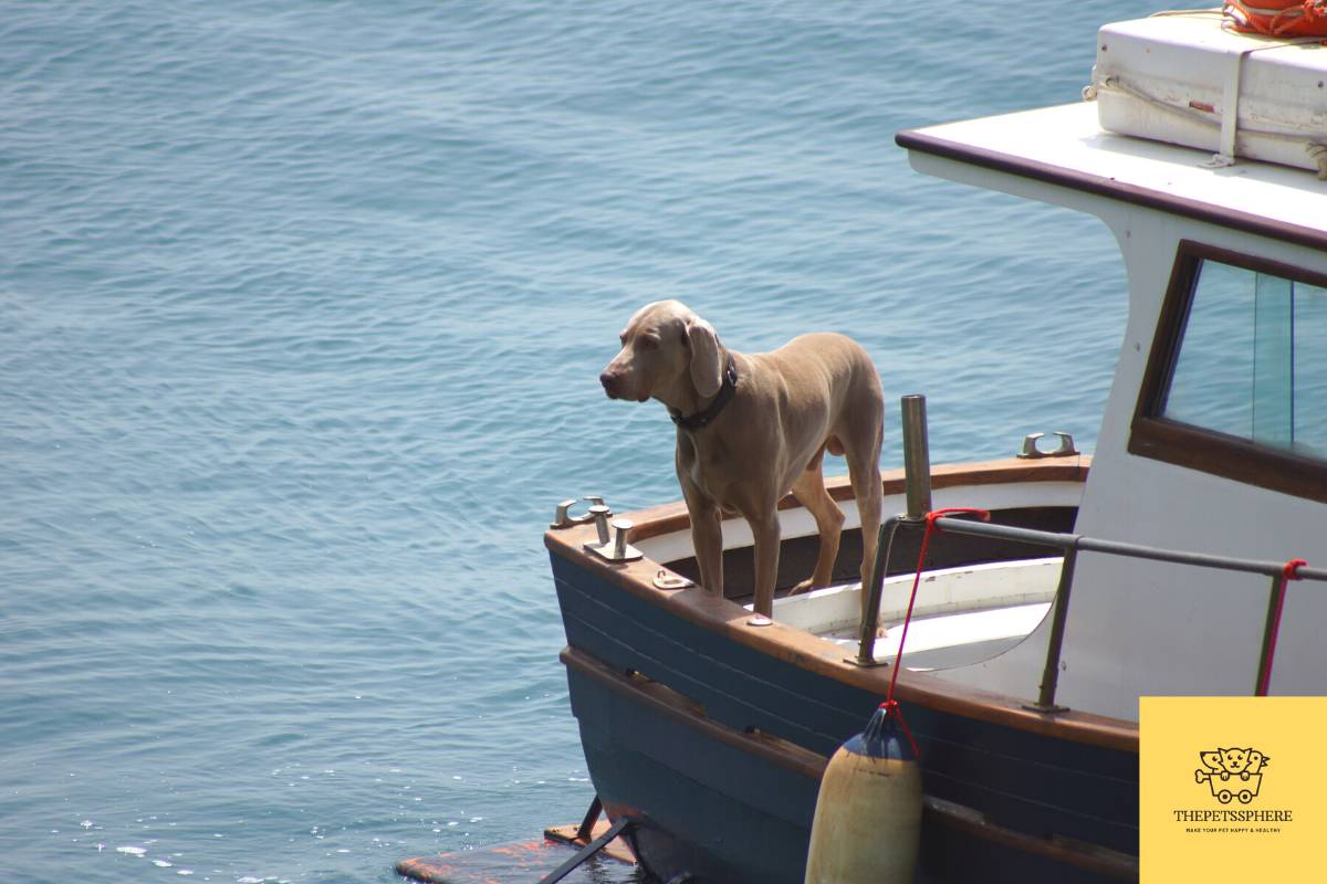 Boating with your Dog - 10 Tips from a Professional Dog Trainer | The ...