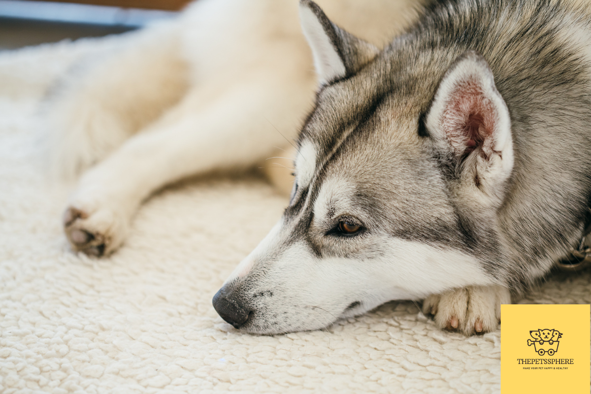 How Much Sleep Should A Husky Need? Build A Stronger and Focused Dog ...