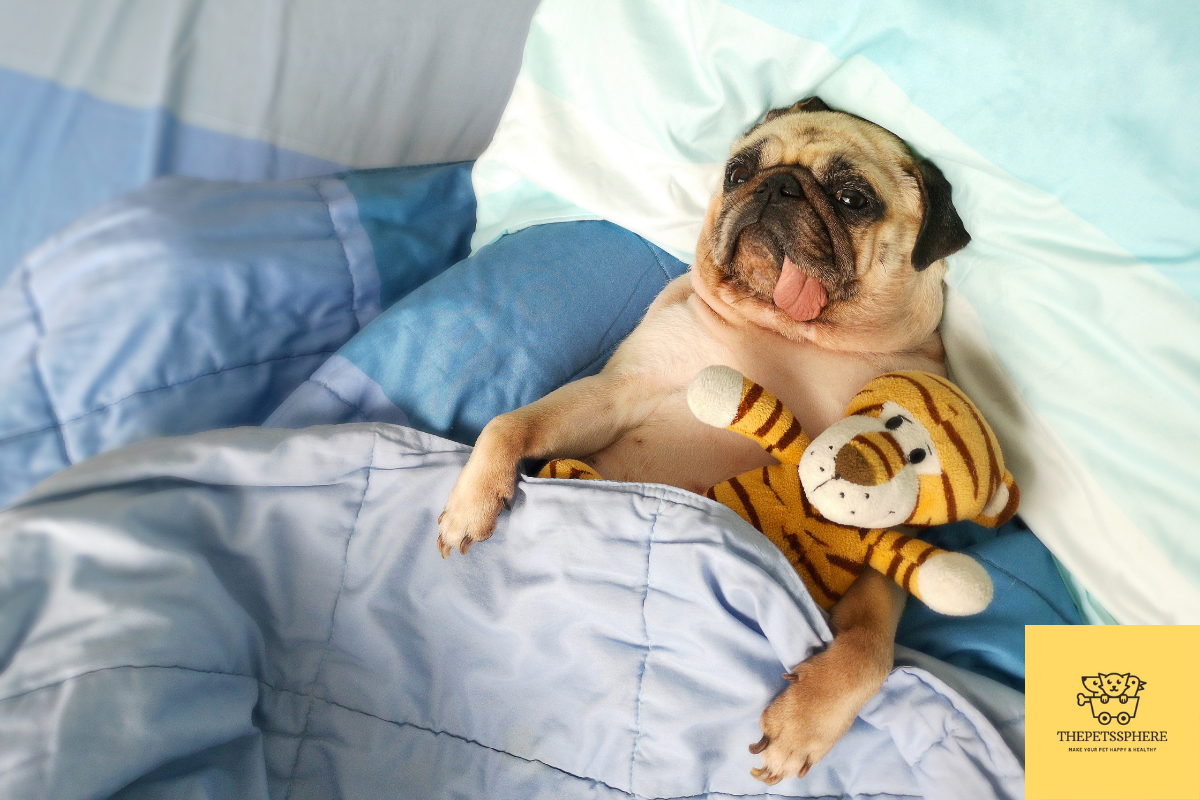 How to Exercise a Lazy Dog? 11 Easy and Practical Tips | The Pet's Sphere