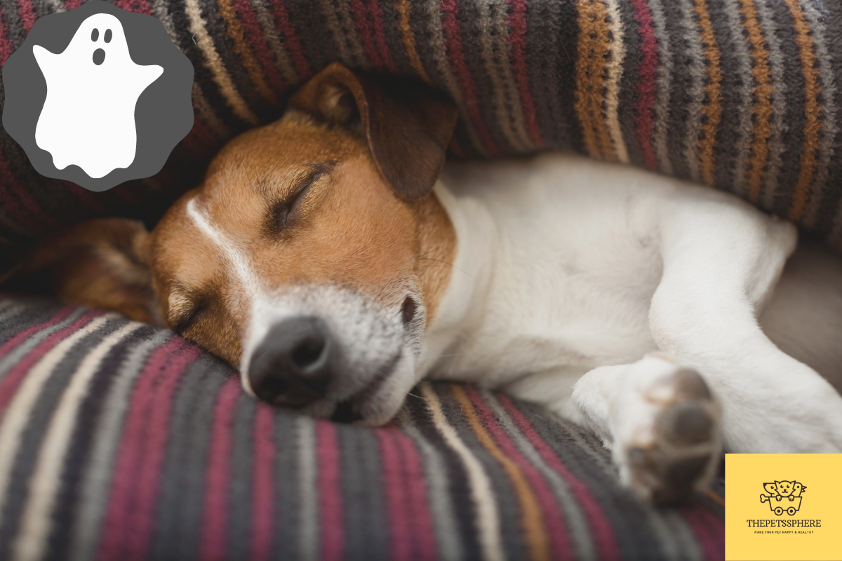 Nightmares in Dogs: What Causes Them and How to Stop | The Pet's Sphere