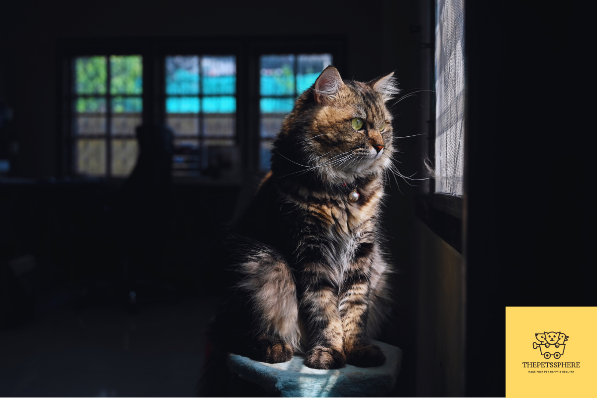 Why Do Cats Like Windows? Amazing Facts You Don't Know | The Pet's Sphere