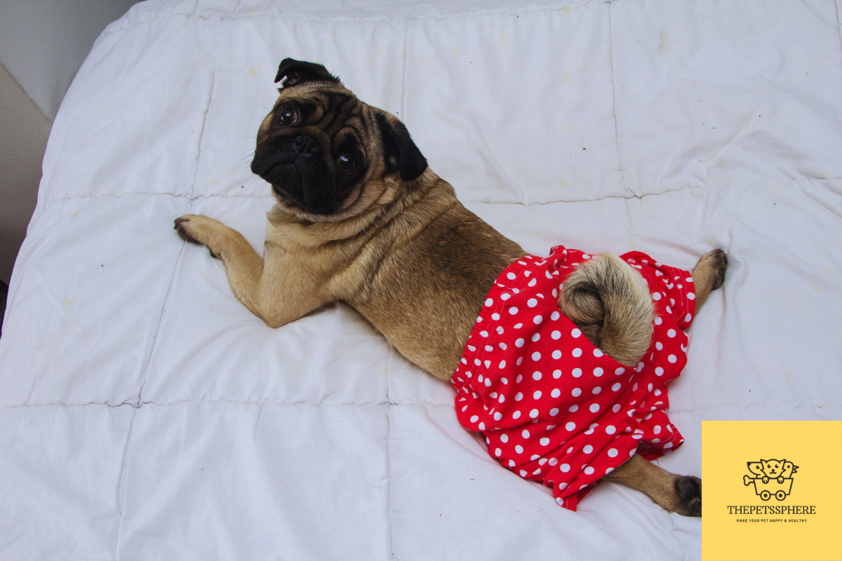 7 Ways on How Dust Affects Your Dog and How to Reduce it? | The Pet's ...