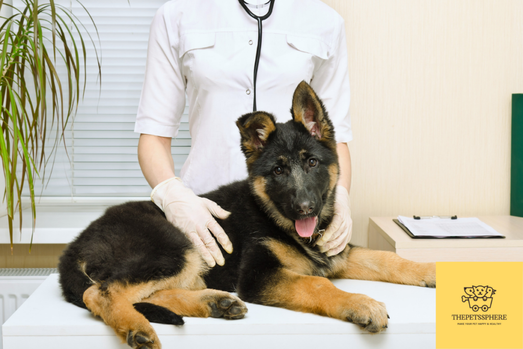 When Should You Neuter A German Shepherd The Best Time To Neuter The When Should You Neuter A German Shepherd The Best Time To Neuter The