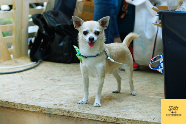 Golden Retriever Chihuahua Mix Breed: Detailed Guide | The Pet's Sphere