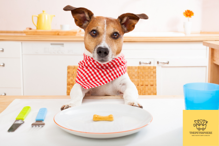 10 Signs Your Dog is Hungry: Mistakes You must avoid | The Pet's Sphere