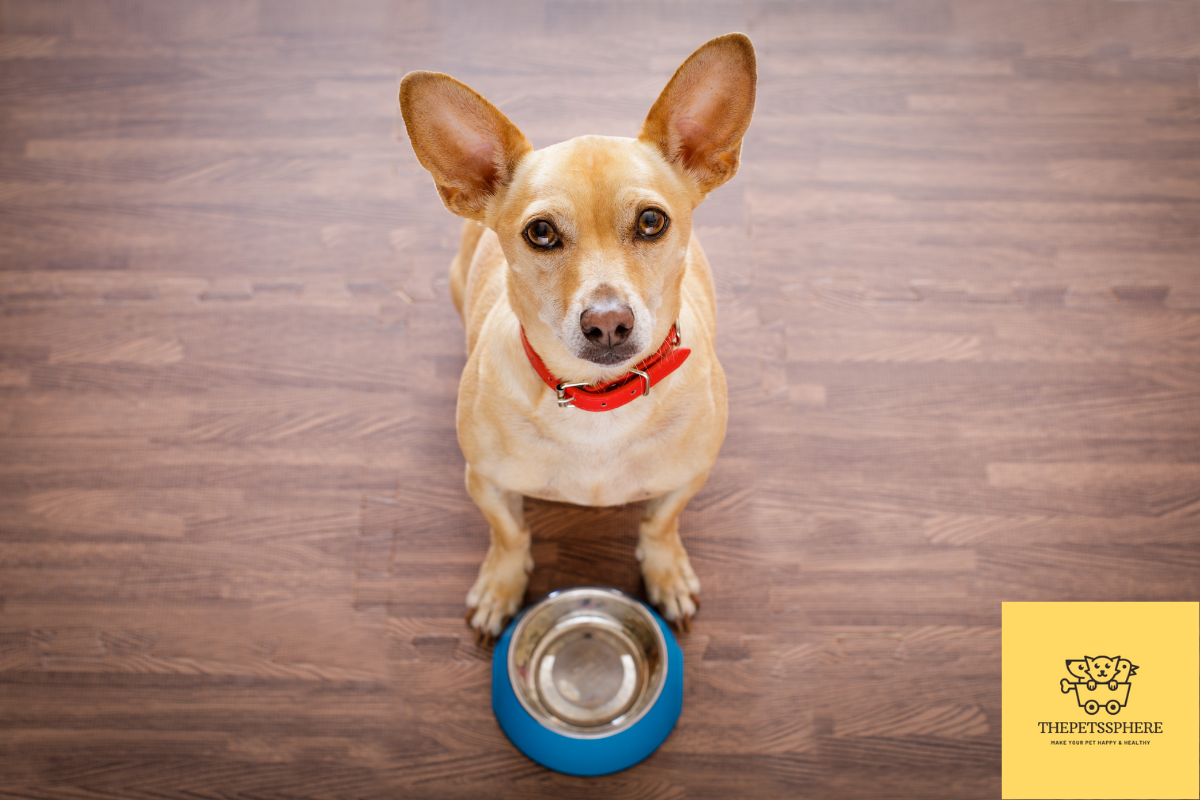 10 Signs Your Dog is Hungry: Mistakes You must avoid | The Pet's Sphere