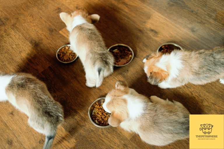 Feeding Puppies: A Beginner's Guide on What to Feed | The Pet's Sphere