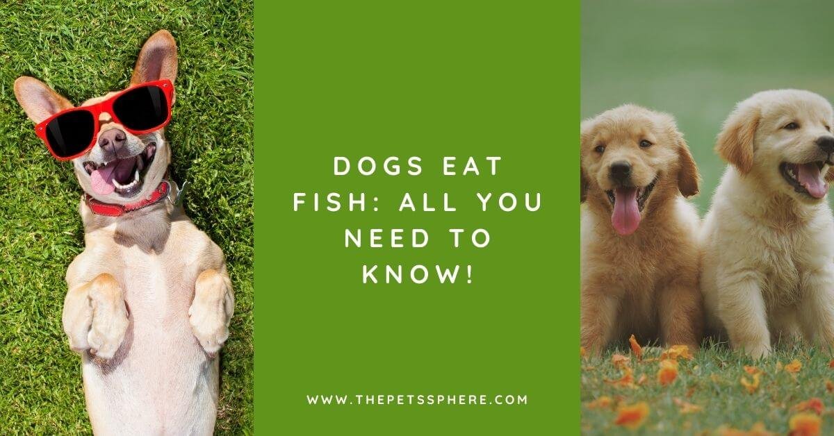 Dogs Eat Fish: All You Need to Know! | The Pet's Sphere