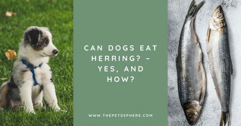 Can Dogs Eat Herring? - Yes, and How? | The Pet's Sphere