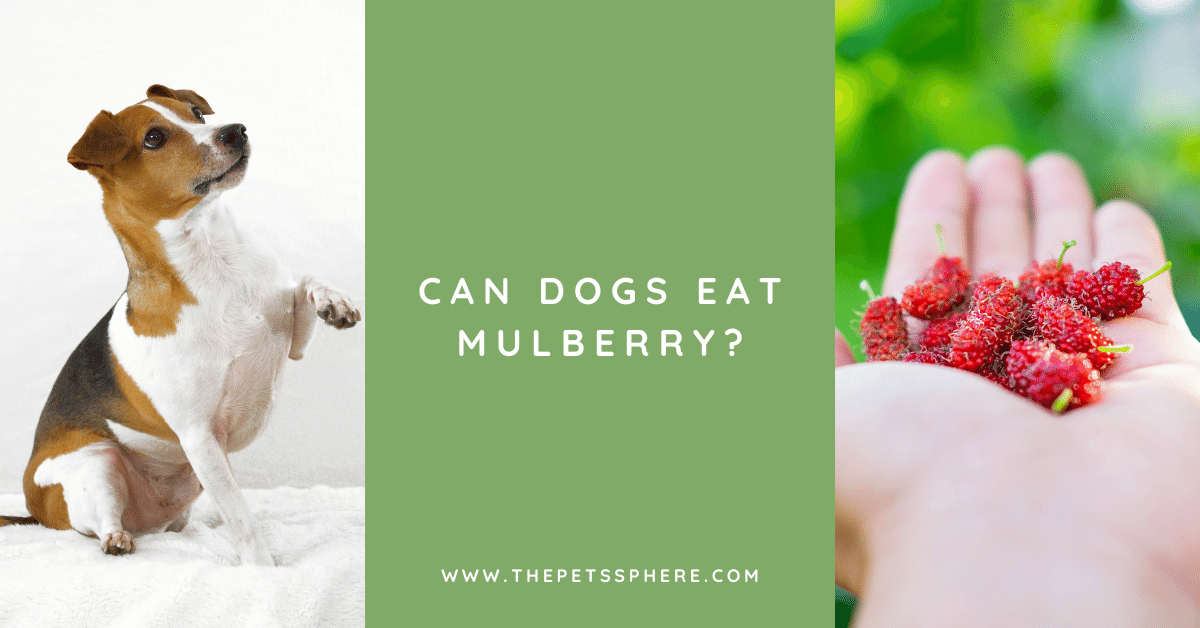 Can Dogs Eat Mulberry? | The Pet's Sphere