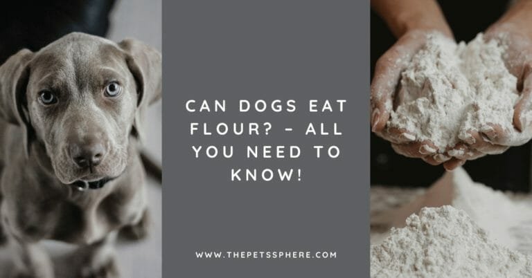 Can Dogs Eat Flour? - All You Need to Know! | The Pet's Sphere