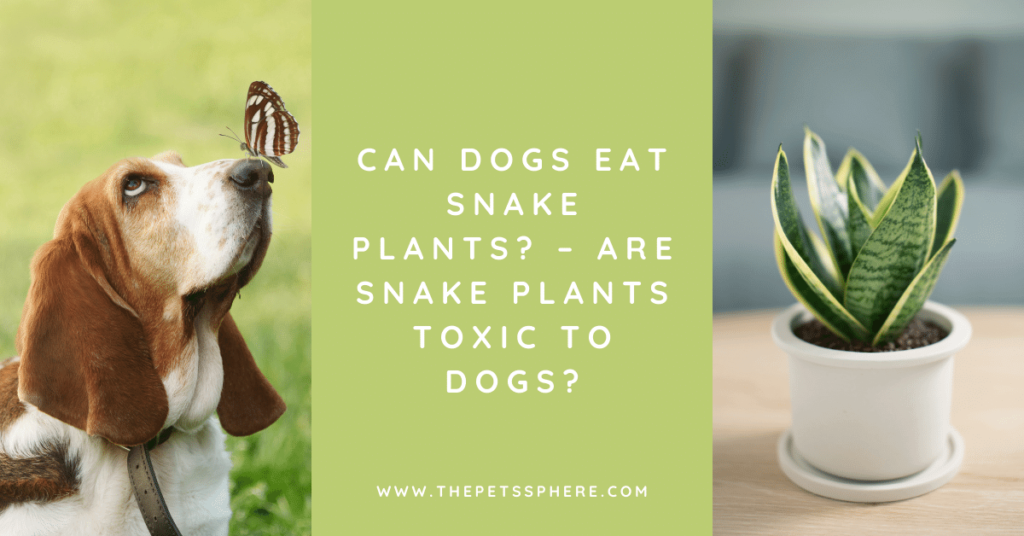 Can Dogs Eat Snake Plants? | The Pet's Sphere