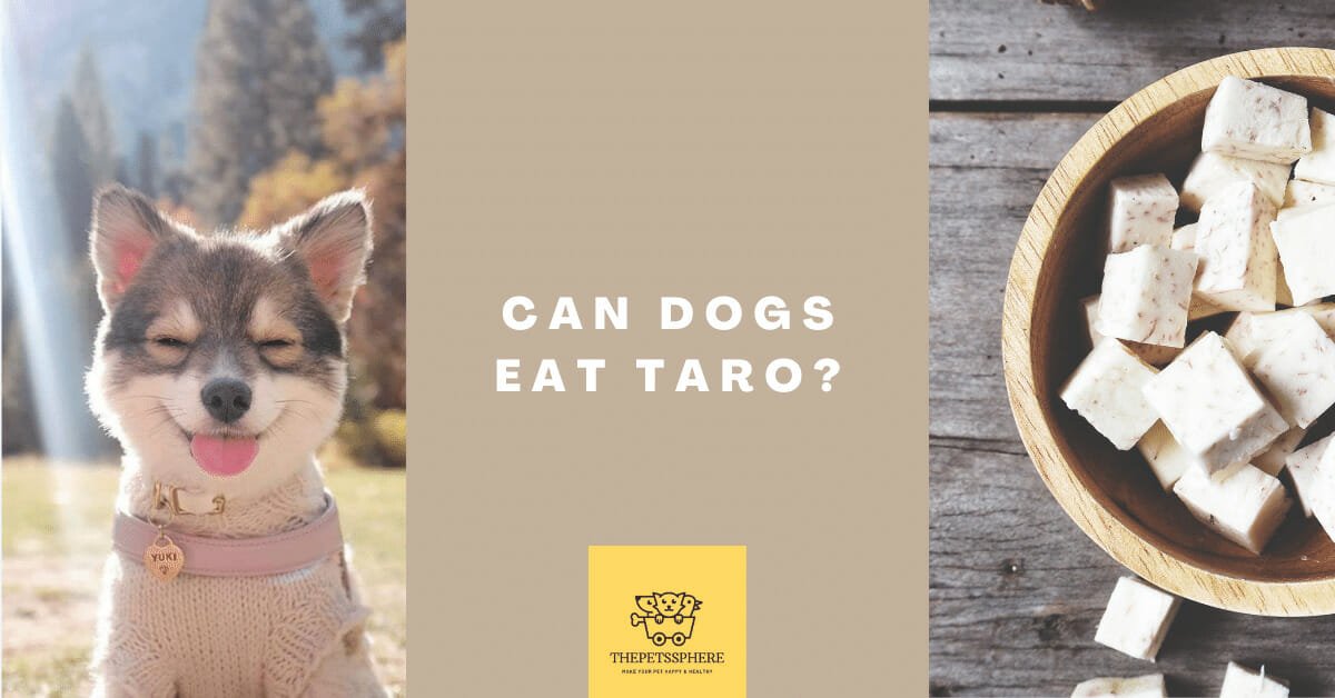 Can Dogs Eat Taro? | The Pet's Sphere